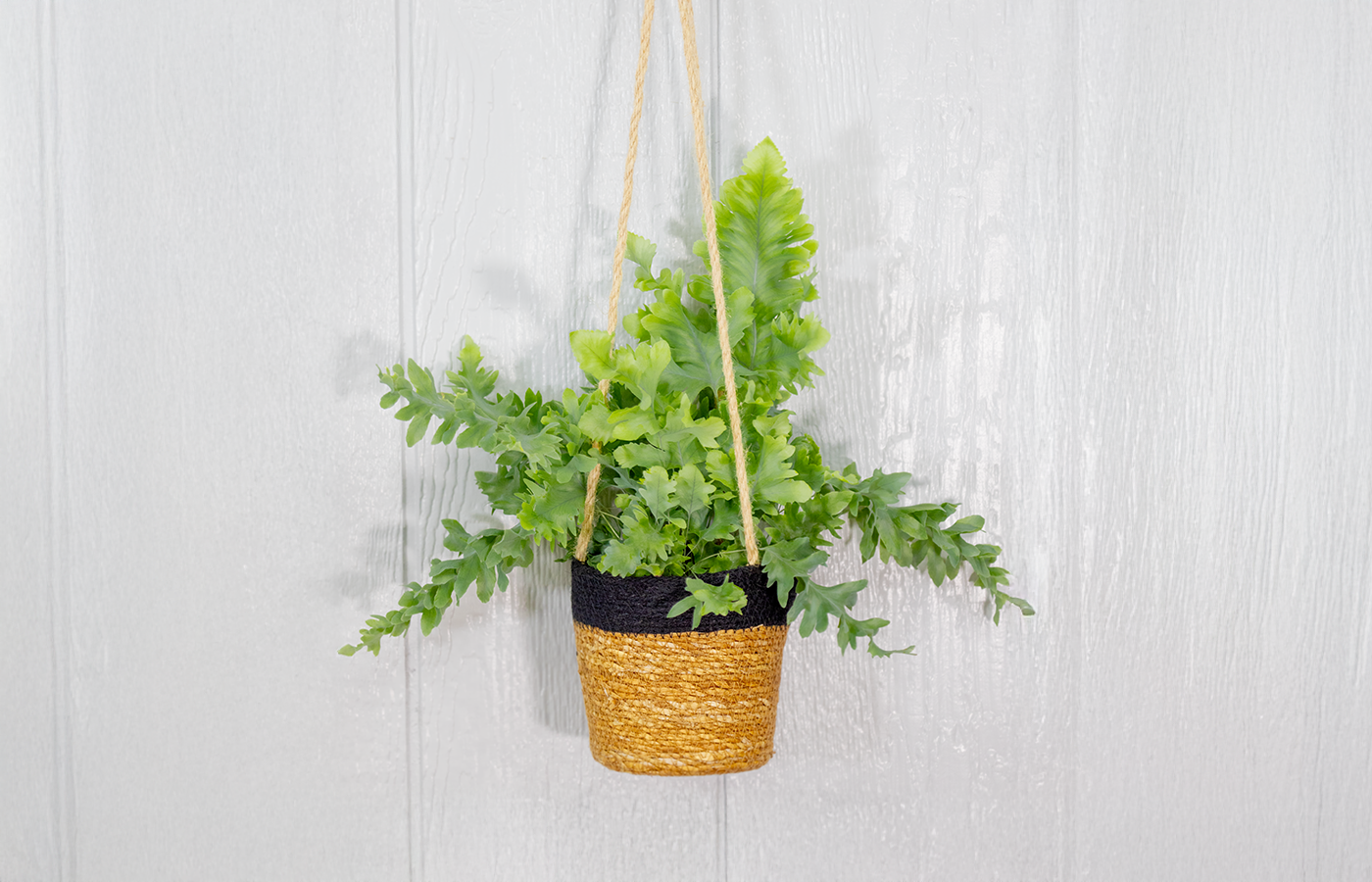 Canopy Collection™ – The Plant Company Store