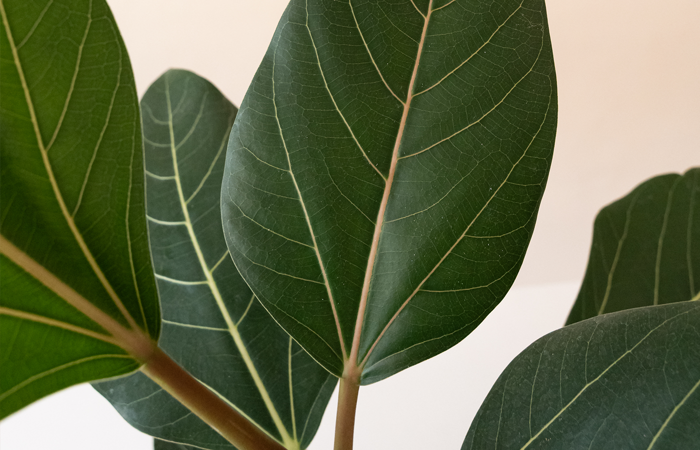 High Light – The Plant Company Store