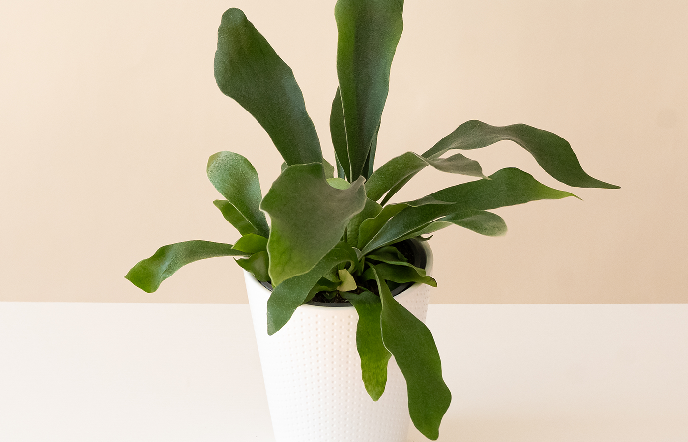 Low Light – The Plant Company Store