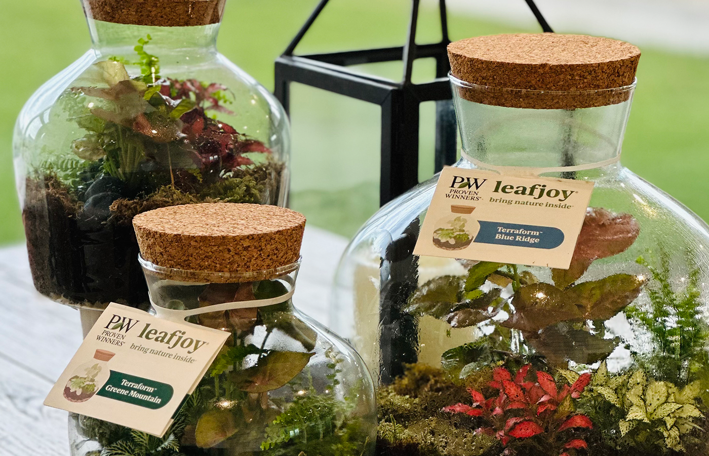 Terraform™ Terrariums – The Plant Company Store