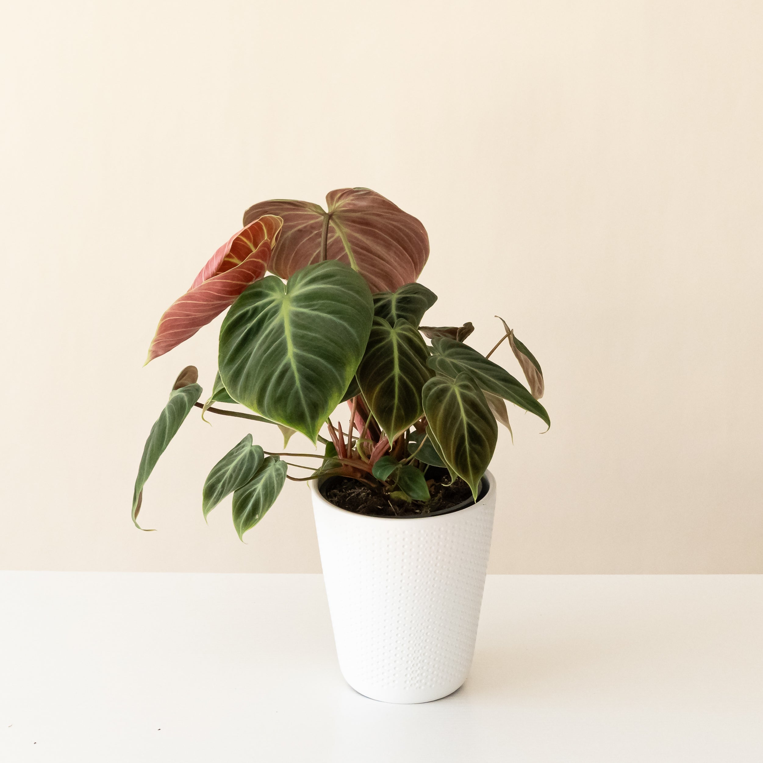 Prismacolor™ Toasted Toffee™ – The Plant Company Store
