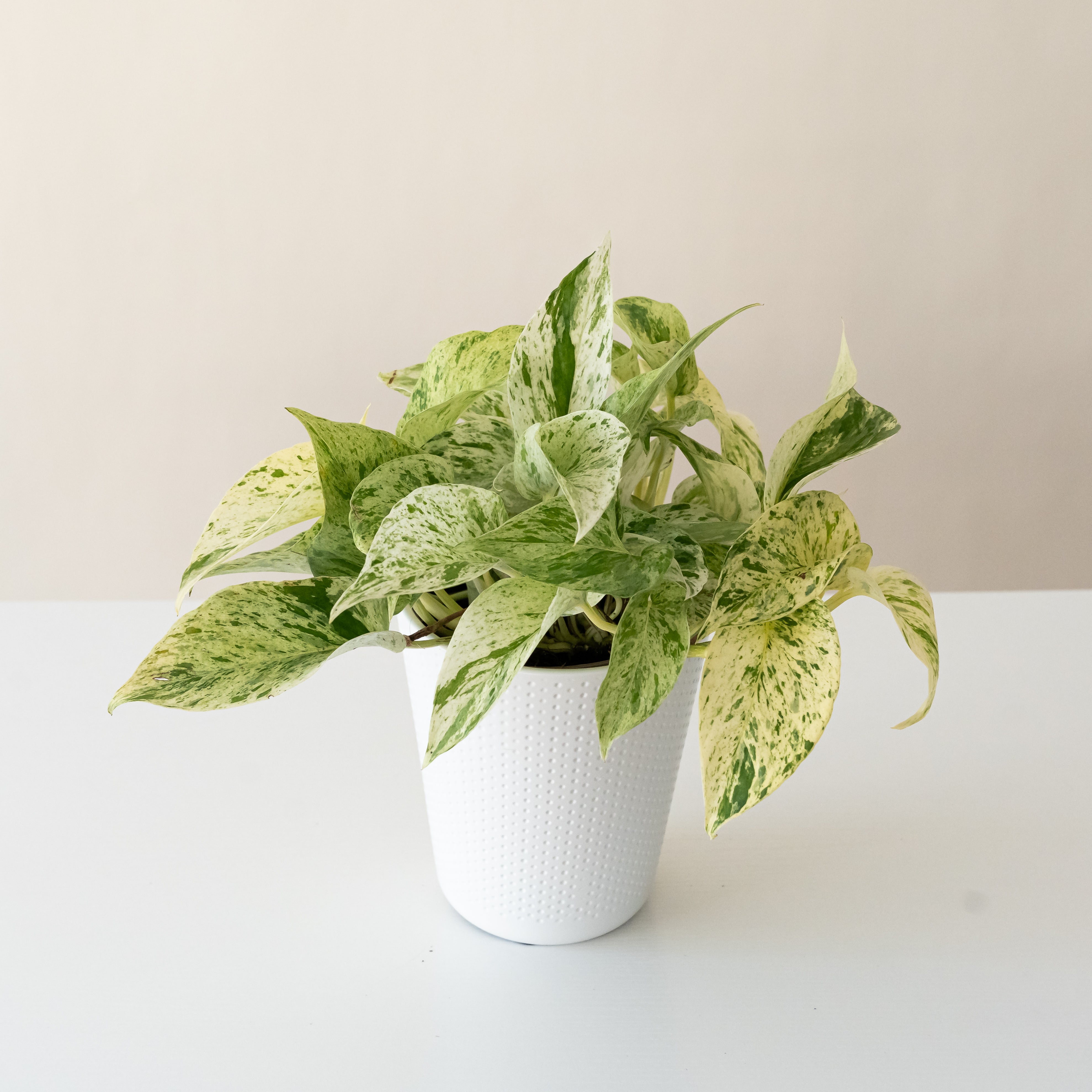 BeautiFall® Snow Leopard – The Plant Company Store