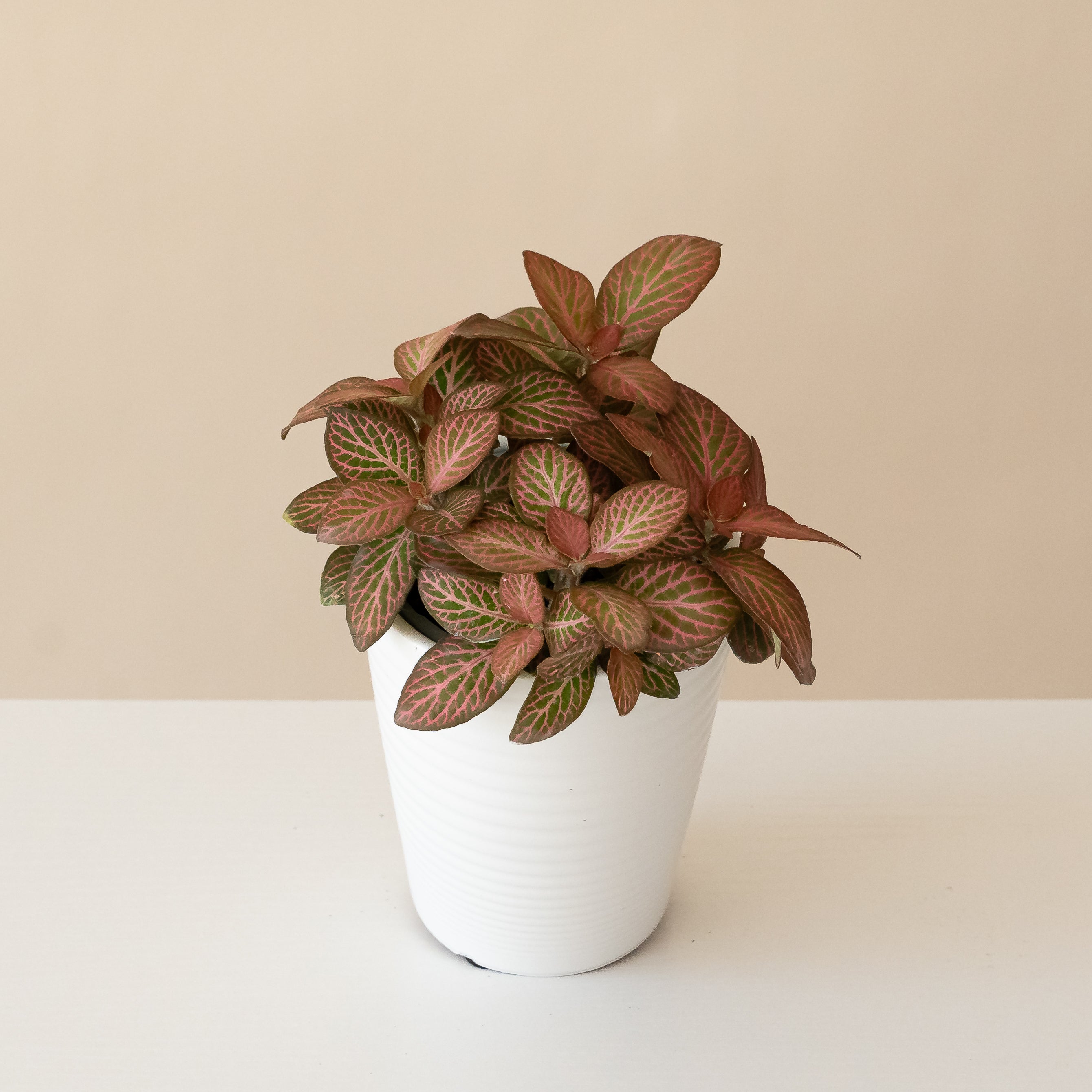 Network News™ Dispatch™ – The Plant Company Store