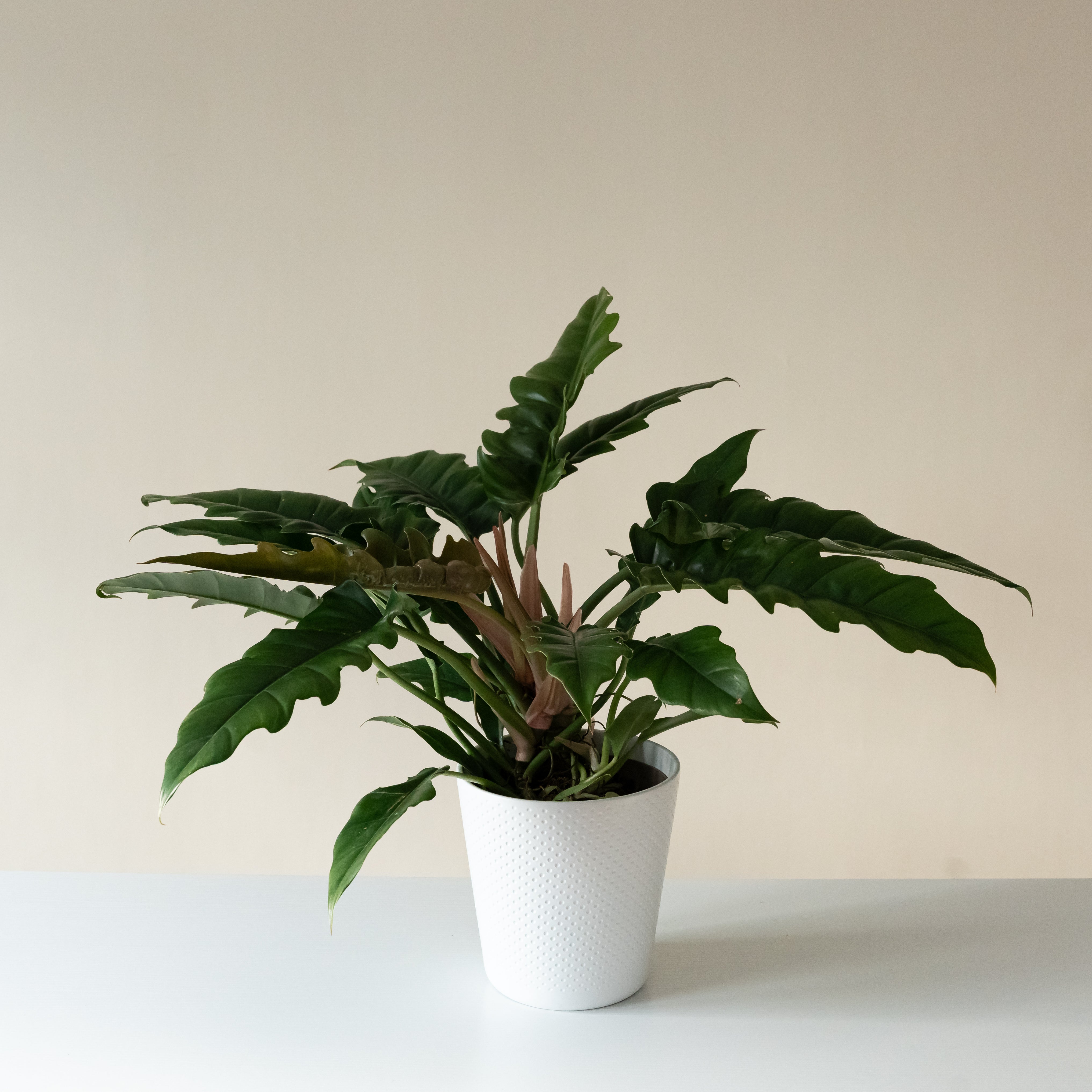 Prismacolor™ Double-edged Sword™ – The Plant Company Store