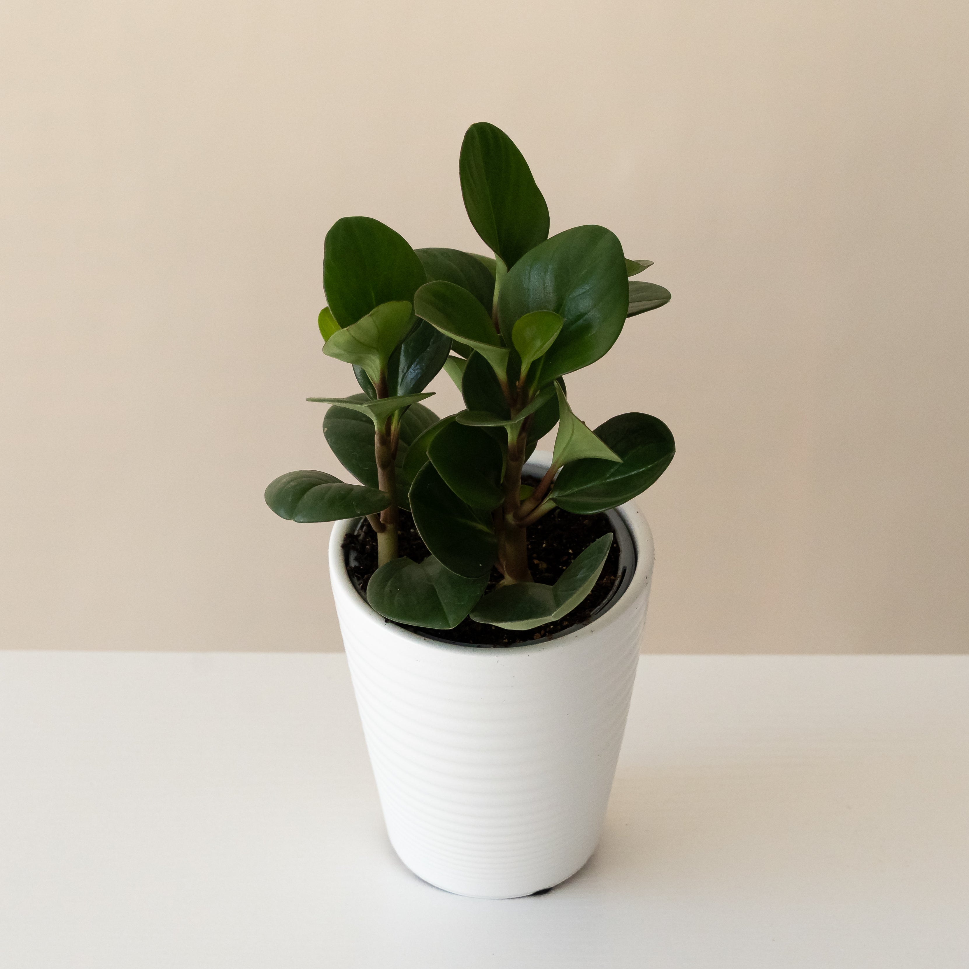 Savory Delights™ Spice is Nice™ – The Plant Company Store