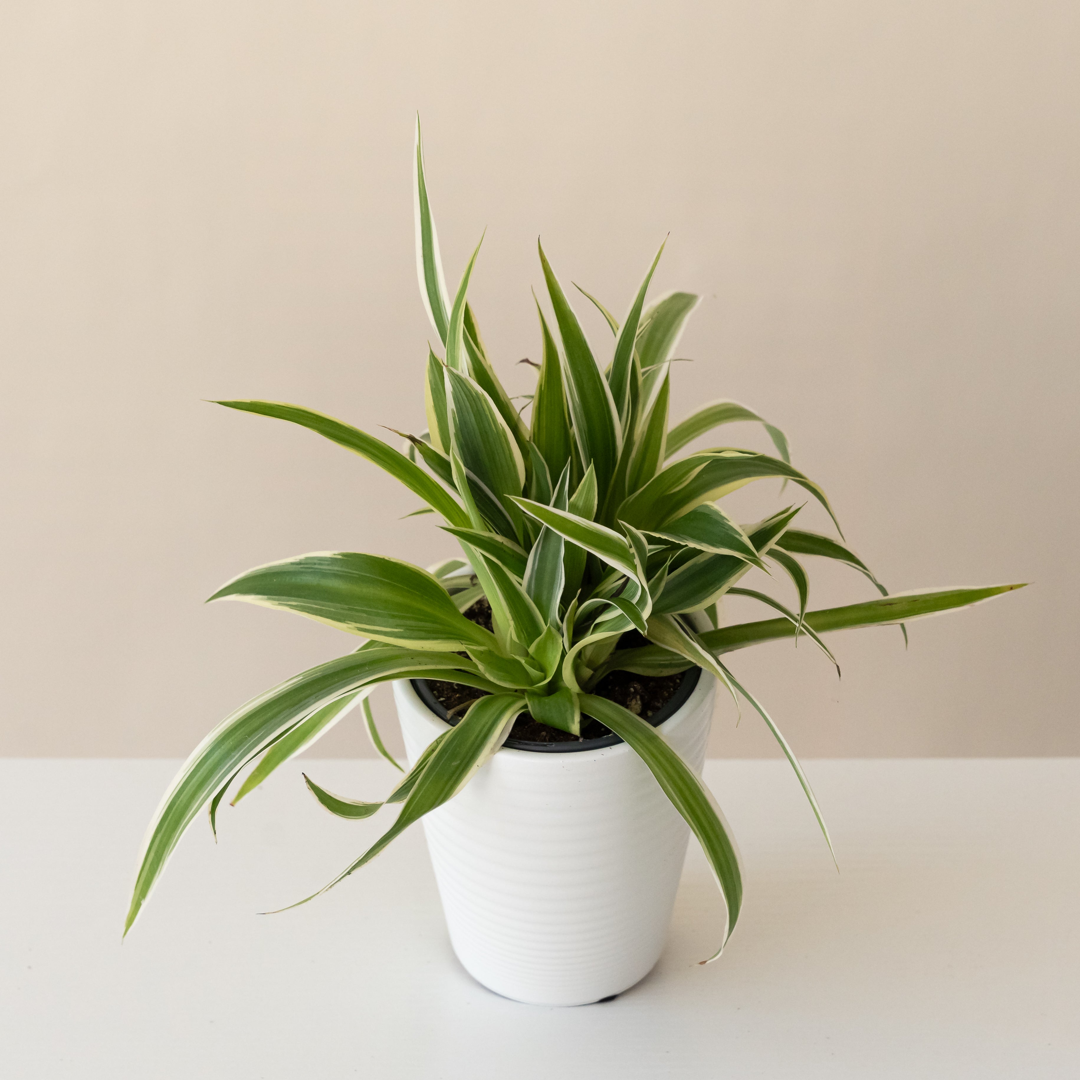 Urban Arches™ Pixie Punk™ – The Plant Company Store